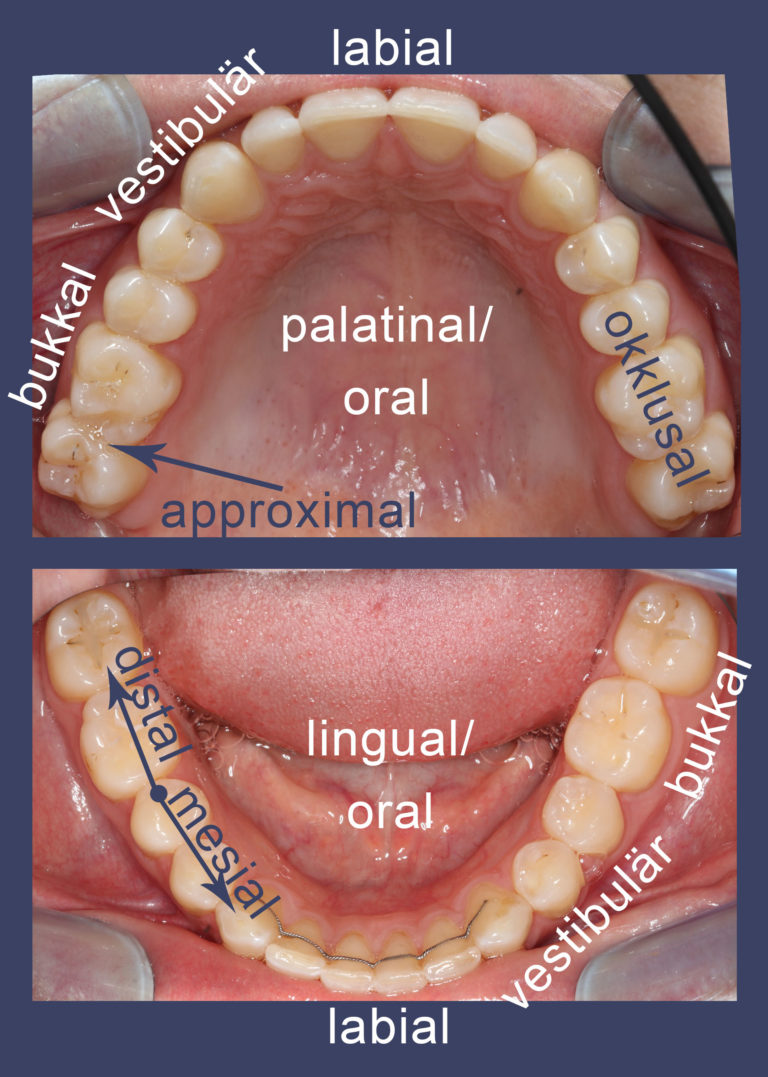 Orientierung an Kiefer und Schädel - Dentipedi